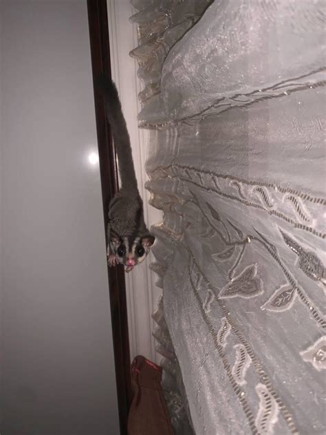 So Ive Been Bml Diet On My Gliders And It Been A Wonderful Month