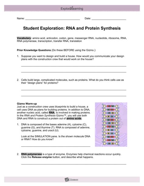 RNA And Protein Synthesis Student Exploration Worksheet