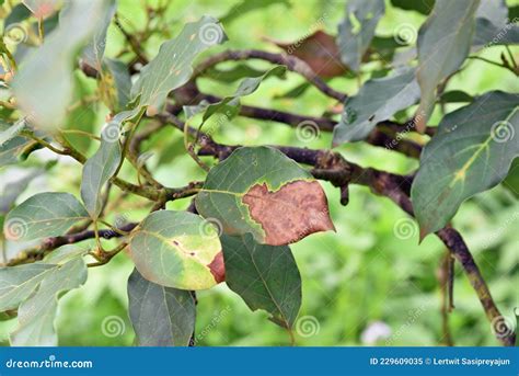 Leaf Disorder Symptom Plant Disease Stock Image Image Of Leaf Illness 229609035