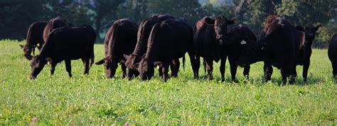 Grass Fed Angus Beef Showalters Country Meats