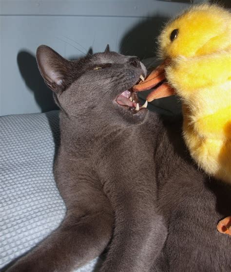 Duck Bite Thecatsite