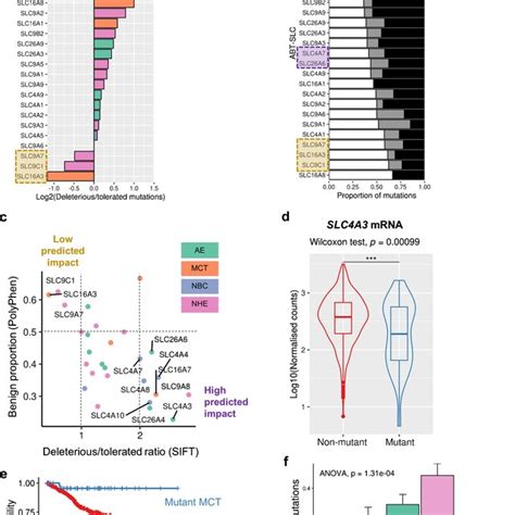 Functional Consequences Of Somatic Abt Slc Mutations Ae Tcga Ucec