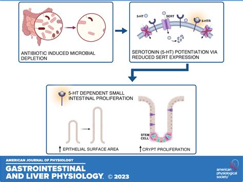 Antibiotic Induced Microbial Depletion Enhances Murine Small Intestinal