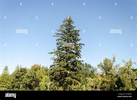 Tall Evergreen Cedar Tree Surrounded By Other Smaller Trees Stands Out