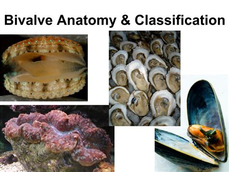 Bivalve Anatomy And Classification Docslib