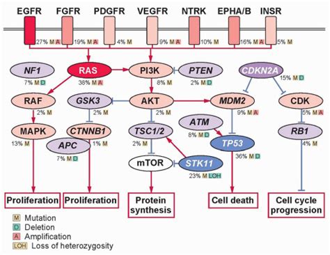 Molecular Biology Of Lung Cancer Oncohema Key Molecular Biology Of Lung Cancer Oncohema Key