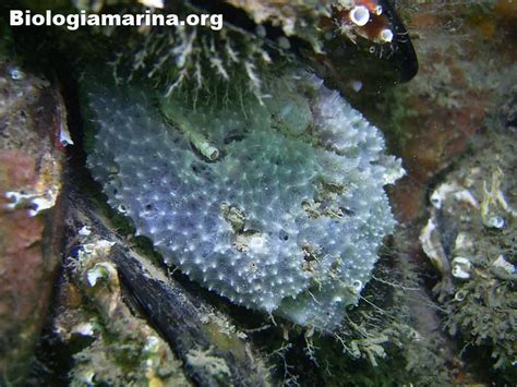 Disidea Avara Biologia Marina Del Mediterraneo