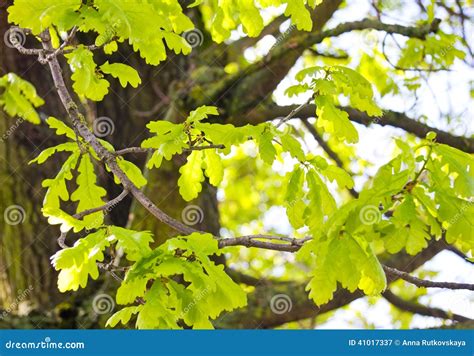 Oak Tree In The Spring Stock Image Image Of Backgrounds 41017337
