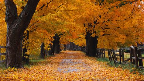 Windows Xp Wallpaper 4k Autumn Autumn Foliage