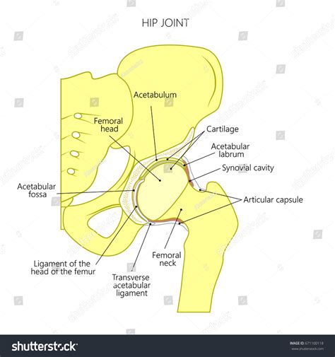 Vector Illustration Anatomy Healthy Human Hip Stock Vector Royalty