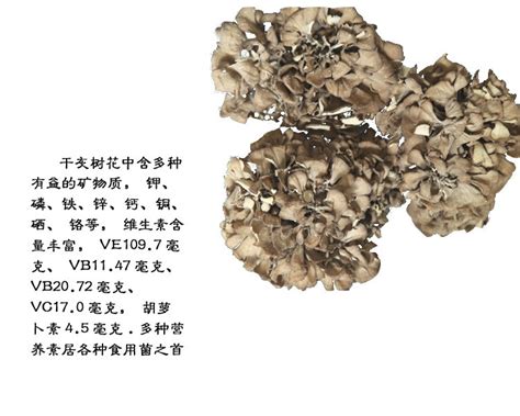 树花菌的功效杉树的效树的效和图片大山谷图库