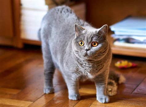 British Shorthair Cat Everything About British Shorthairs