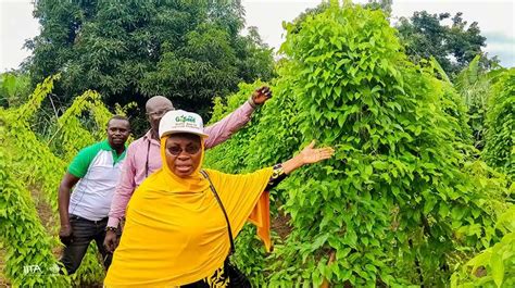 What Is The Method Of Propagation For Yam At Ernie Gill Blog
