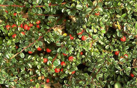 Cotoneaster Microphyllus Landscape Plants Oregon State University