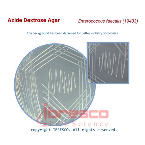 Azide Dextrose Agar آزاید دکستروز آگار ایبرسکو