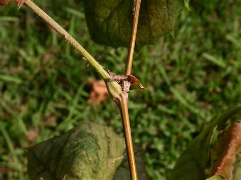 Platanus Occidentalis Platanaceae