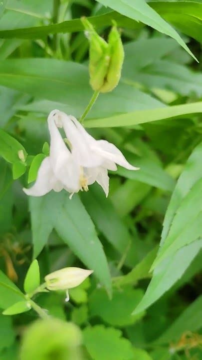 Белый колокольчик водосбор🌞 Youtube