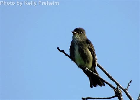 Olive Sided Flycatcher East Cascades Bird Alliance