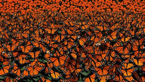 Monarch Butterfly Size Guide And Fascinating Facts