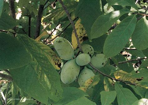 Native Pawpaw Gardenersbasicseeds
