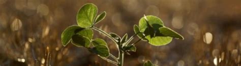 Kepler Weber Vai Investir R 653 Milhões E Gerar 120 Empregos No Rio