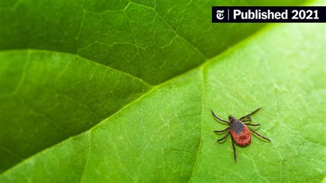 A Complete Guide To Tick Identification And Prevention The New York Times