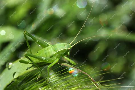 Premium Photo Grasshopper On Wheat
