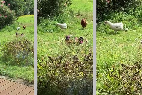 Viel Neues Von „olivia Raabenwolle