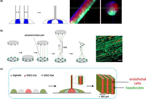 A Multicomponent Fibers By Multi Interfacial Polyelectrolyte