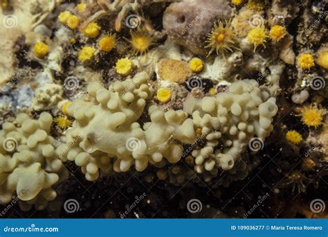 Polyps Sponges And Algae In The Marine Reef Stock Image Image Of