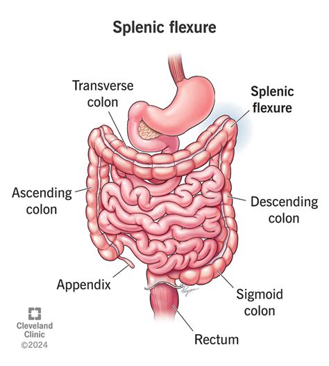 What Is The Splenic Flexure Of The Colon