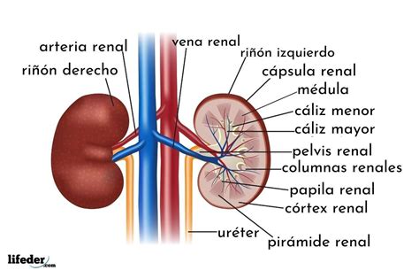 Un Riñón Y Sus Partes Brainly Lat