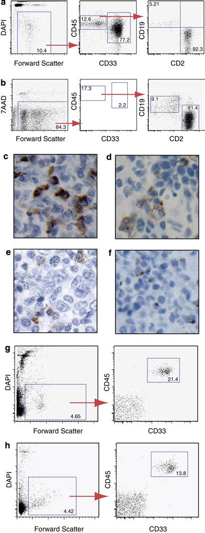 Transient Co Engraftment Of Human Cytotoxic T And Aml Cells In Nsg Download Scientific Diagram