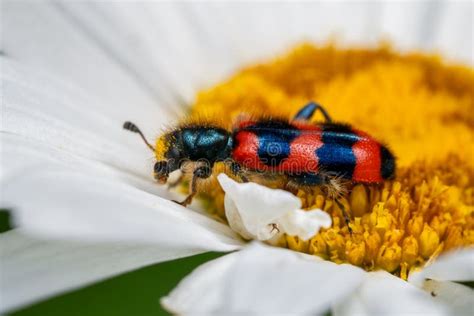 Bee Beetle Small Beautiful Colored Beetle From European Forests And