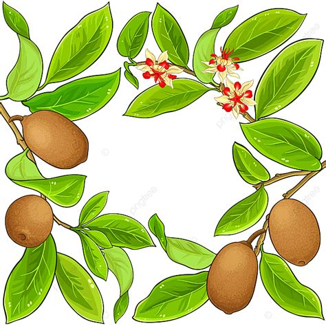 Quadro De Vetor De Cupuaçu Em Fundo Branco Png Nutrição Dieta