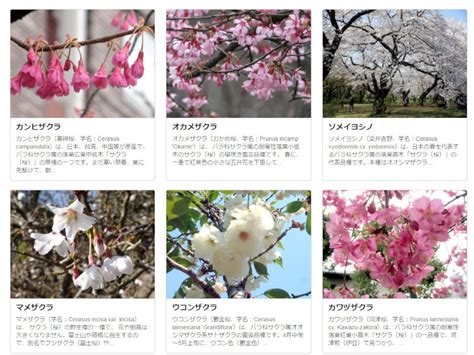 桜の木種類図鑑 桜 種類 見分け方 Siapz