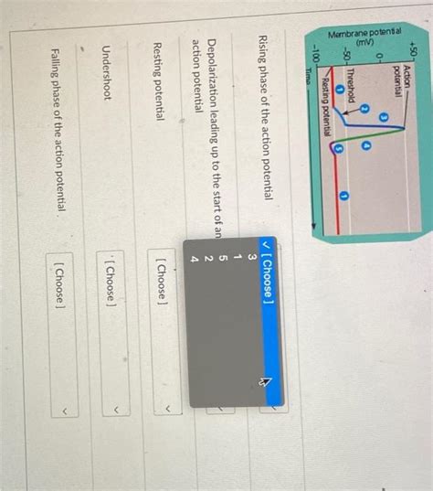 Solved Rising Phase Of The Action Potential Depolarization