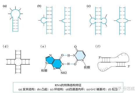 「分子生物学」提纲 学习笔记 知识总结 知乎