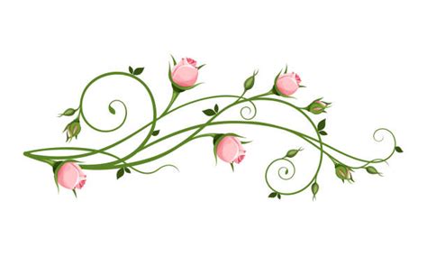 2300 Rose Vine Stock Illustrations Royalty Free Vector Graphics