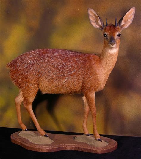 Another Full Taxidermy Mount Tiny Ten The Grysbok