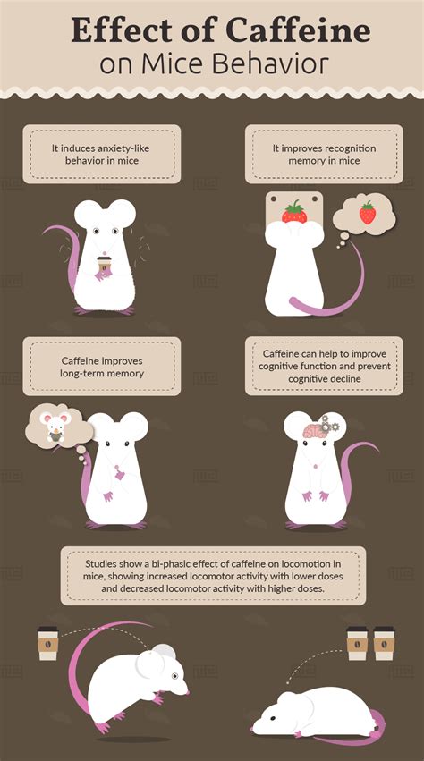 The Effects Of Caffeine On Mice Behavior Maze Engineers 2026