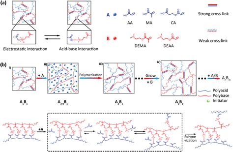Concept Of Growth Of Hydrogels A Schematic Illustration Of The