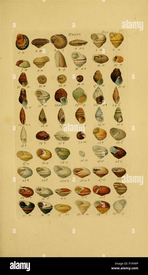 Index Testaceologicus Is A Comprehensive Catalog Of Mollusk Shells