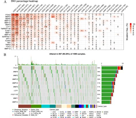 Single Nucleotide Variation Snv Frequency And Variant Types Of Download Scientific Diagram