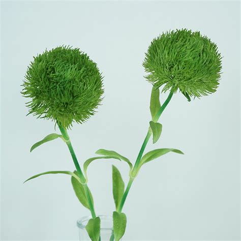 Green Trick Carnation