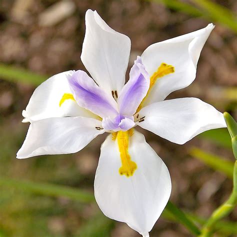 Qauzuy Garden 25 White African Iris Seeds Fortnight Lily Morea Iris Dietes