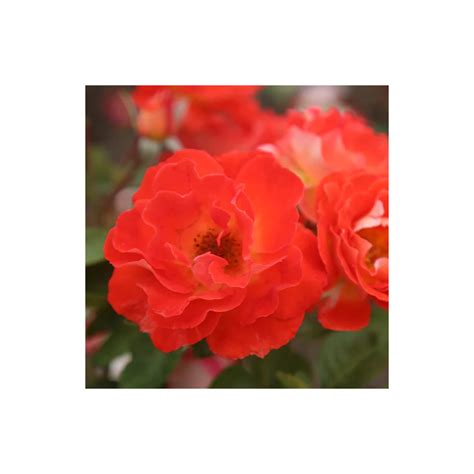 Rose Tangerine Tango Floribunda Rose