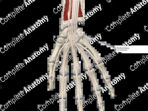 Pisiform Bone Complete Anatomy