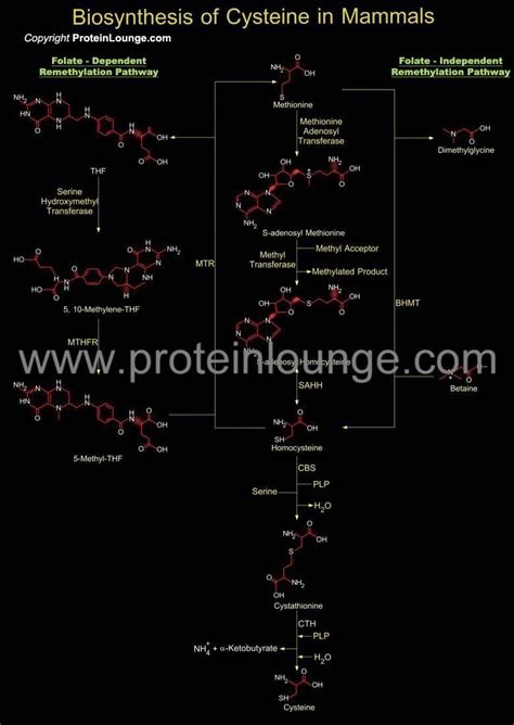 Biological Databases And Tools Biosynthesis Of Cysteine In Mammals