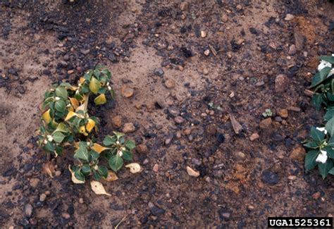 Pythium Diseases Genus Pythium Pythium Diseases Genus Pythium